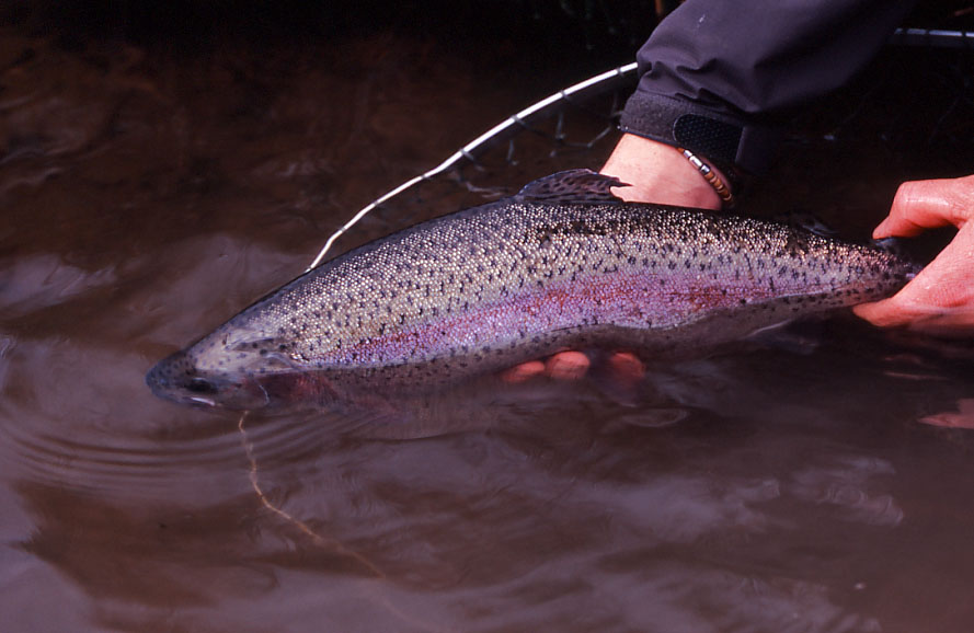 Winter Midge Fishing | Fly Fishing | CzechNymph.com