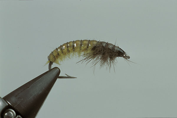 Caseless Caddis Larva | CzechNymph.com