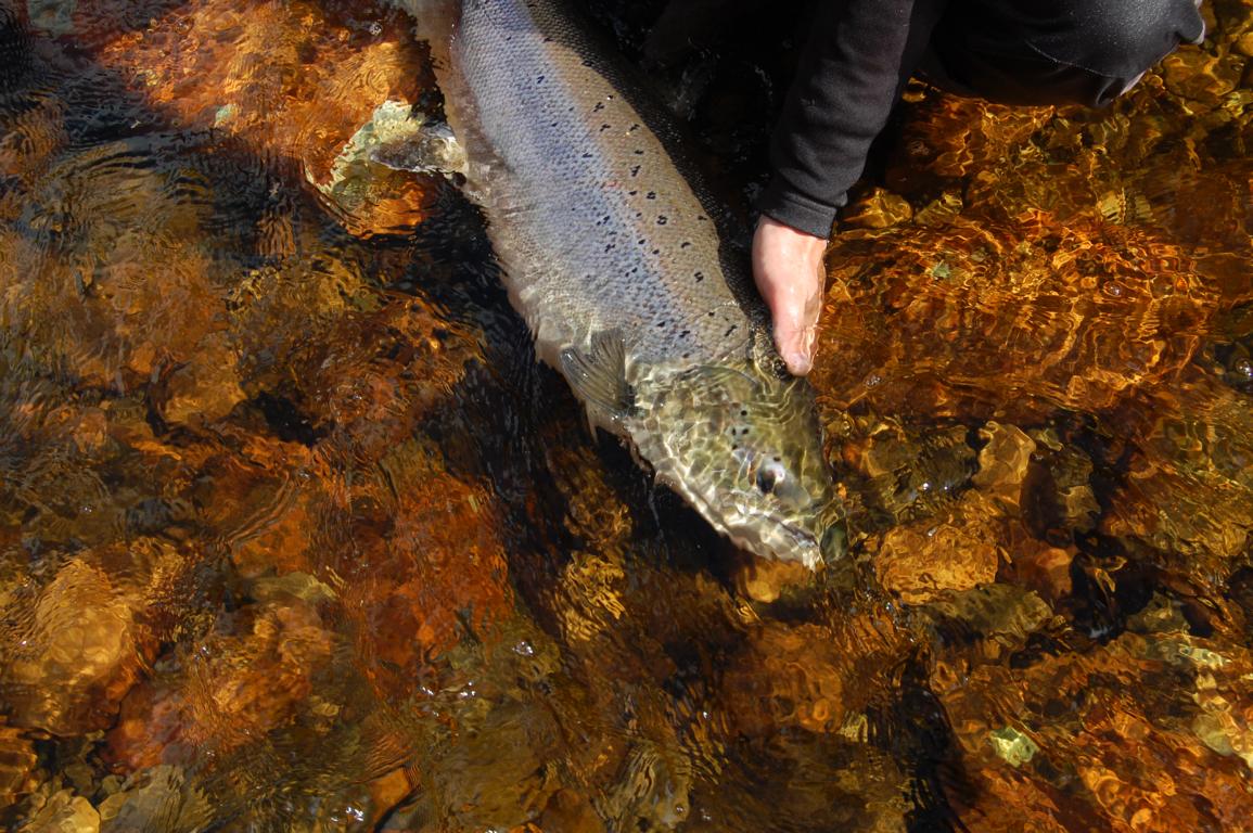 Gaula River | FlyFishing Norway | CzechNymph.com