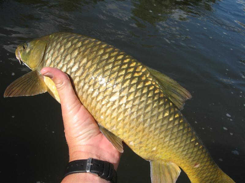 Vaal river | CzechNymph.com
