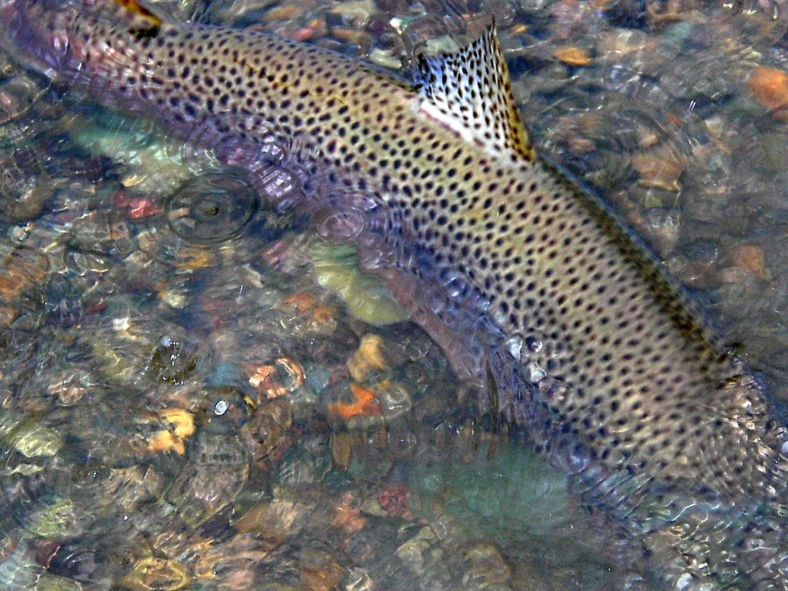 Sight Fishing in Patagonia!! | CzechNymph.com