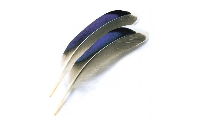 Mallard Duck Veniard Wing Quills Blue | CzechNymph.com